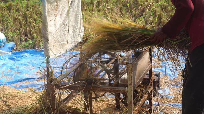 Rice is Being Ground with a Grinding Machine Stock Footage - Video of ...