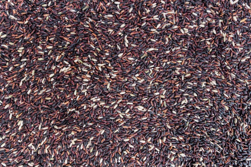 Rice berry stock photo. Image of jasmine, grain, cooking - 71694080