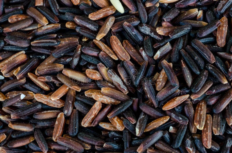 Rice berry. stock photo. Image of food, brown, rice, closeup - 57782230