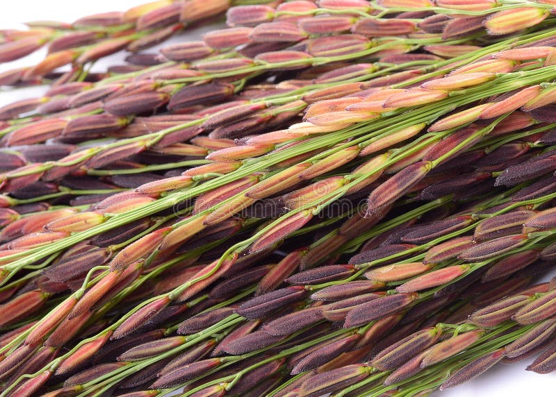 Rice berry stock image. Image of seed, sack, nature, food - 46451115
