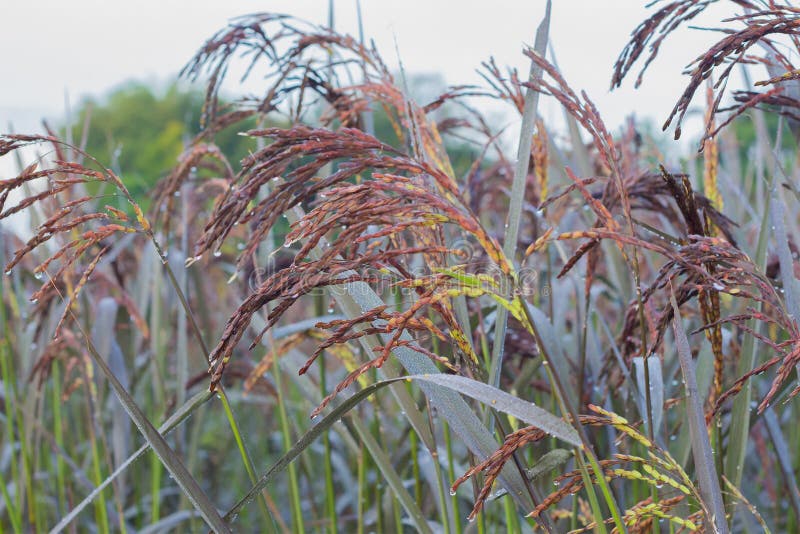 Rice berry stock image. Image of nutrition, plant, countryside - 79804235