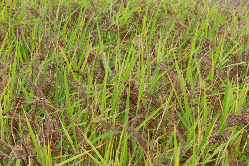Japan Full Grown Red Rice in Paddy Field. Stock Photo - Image of cereal ...