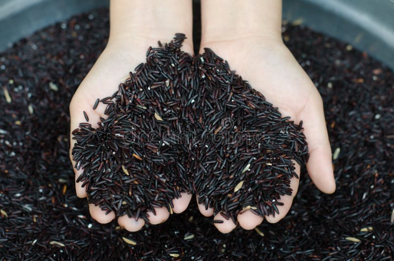 Rice berry stock photo. Image of rice, farmer, food, thai - 47499220