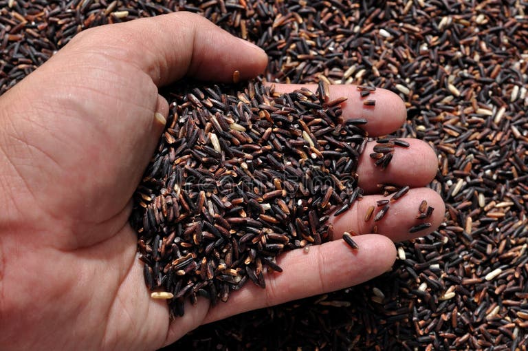 905 Berry E Stock Photos - Free & Royalty-Free Stock Photos from Dreamstime