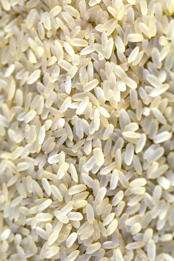 Rice bio grains stock photo. Image of avenue, great - 126297528