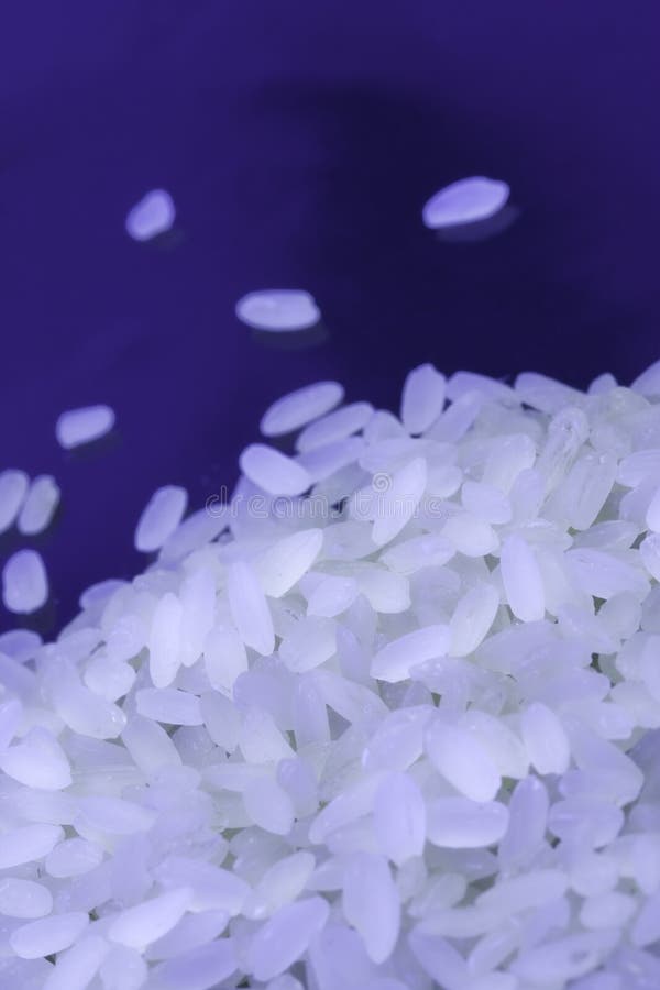 Rice on Black Background Under Neon Light Stock Image - Image of nature ...