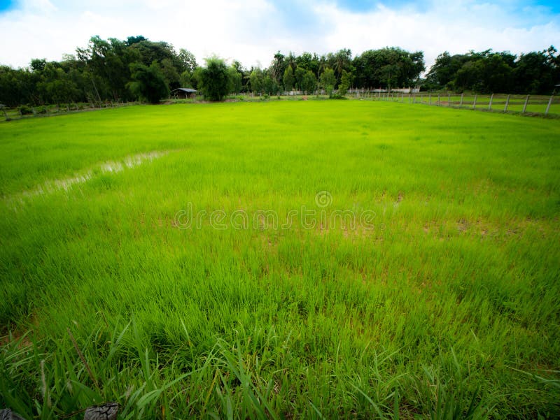 Rice Blooming on the Rice Field Stock Photo - Image of economy, growth ...
