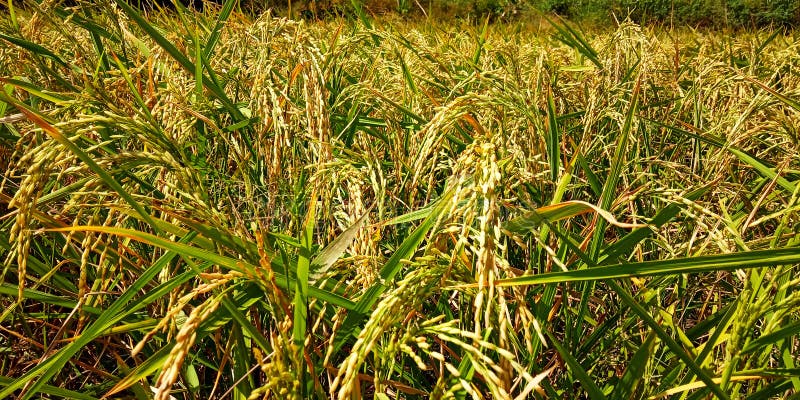Rice that blooms stock image. Image of crop, nature - 151378155