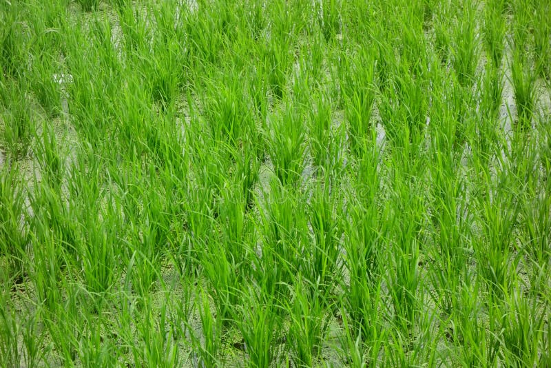 The Rice is Blown by the Wind Stock Image - Image of fresh, outdoor ...