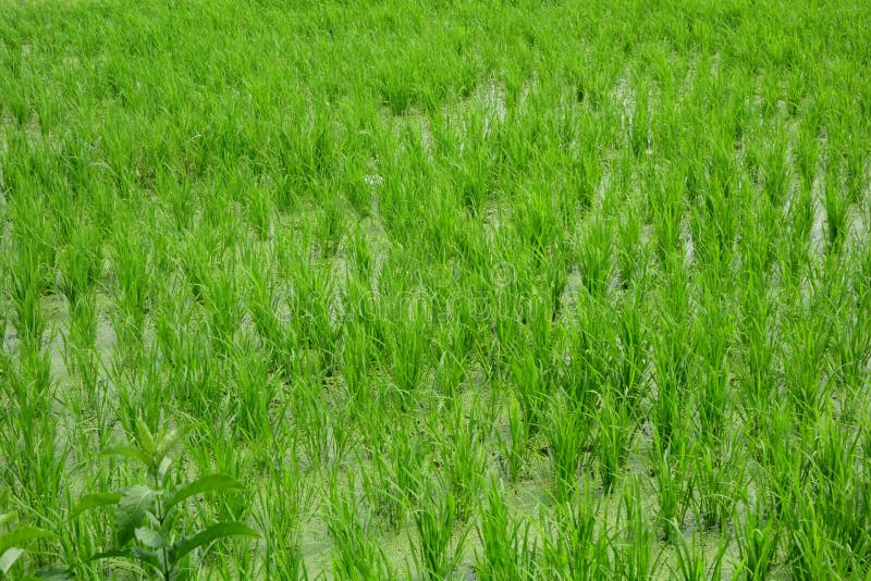 The Rice is Blown by the Wind Stock Photo - Image of fresh, relax ...