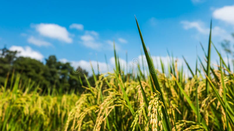 1,595 Blurred Rice Field Background Stock Photos - Free & Royalty-Free ...