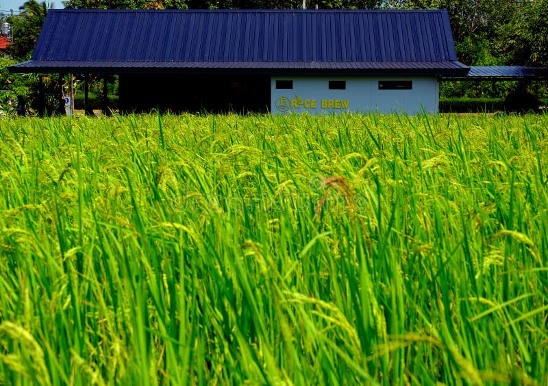Rice brew coffee and drink stock image. Image of refreshing - 139521091