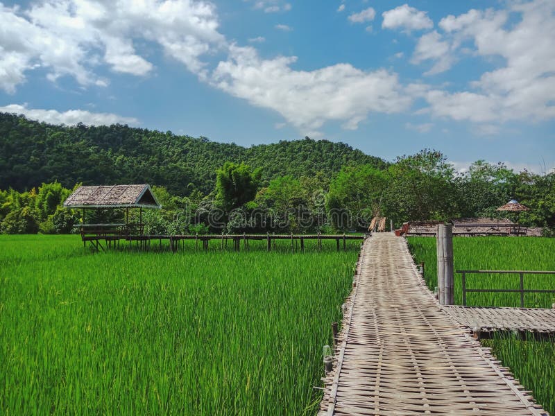 Rice bridge stock image. Image of nature, farmer, mountain - 163840129