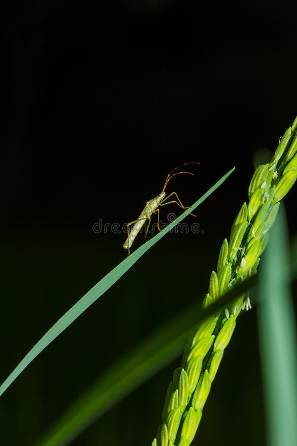 Rice Bug Is Climbing On Rice Grain, In The Night Time Stock Photo ...