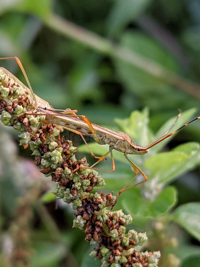 Green Rice Fields in the Morning with Cloudy Sky Stock Image - Image of ...