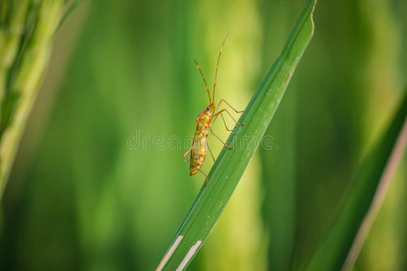 A Rice Bug Perched on a Green Leaf 2 Stock Photo - Image of stick, path ...