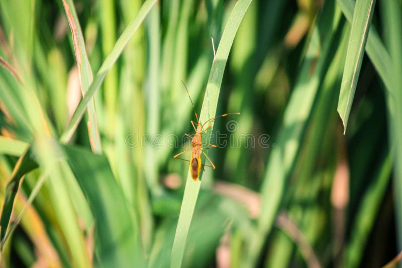 Rice Bug Perched Green Leaf 1 Stock Photos - Free & Royalty-Free Stock ...
