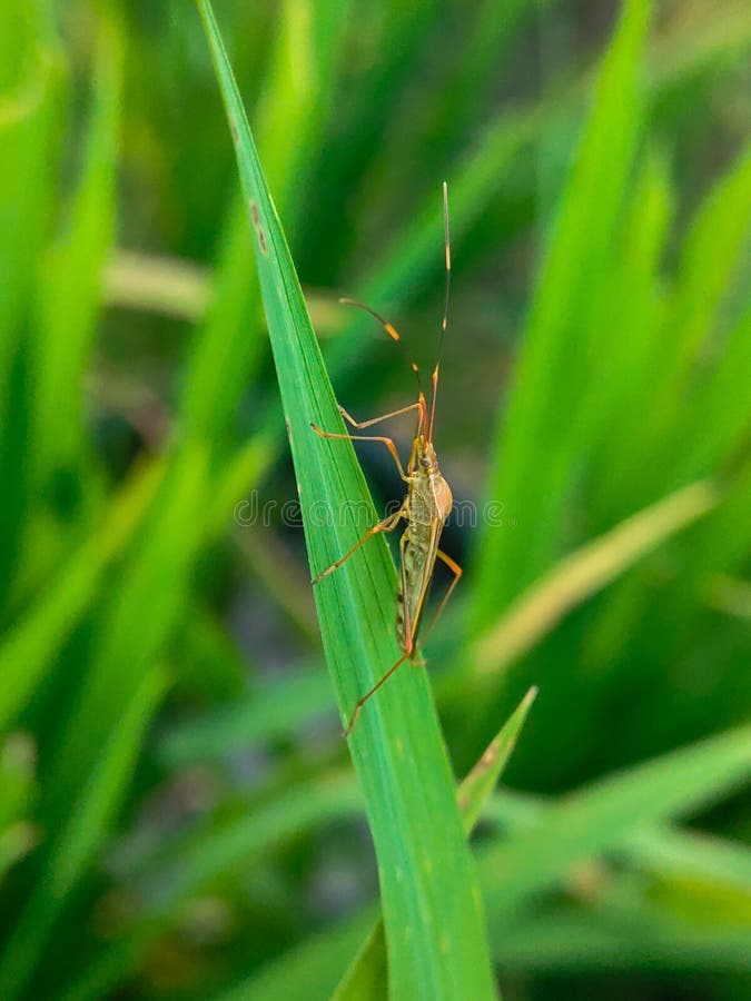 Rice Bug - Pest (Leptocorisa Oratorius) Stock Image - Image of plant ...