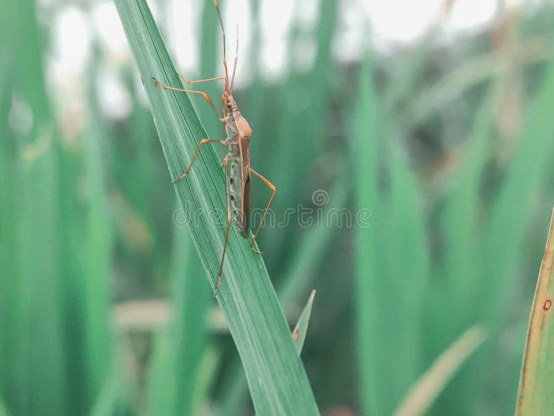 Rice Bug - Pest (Leptocorisa Oratorius) Stock Photo - Image of rice ...