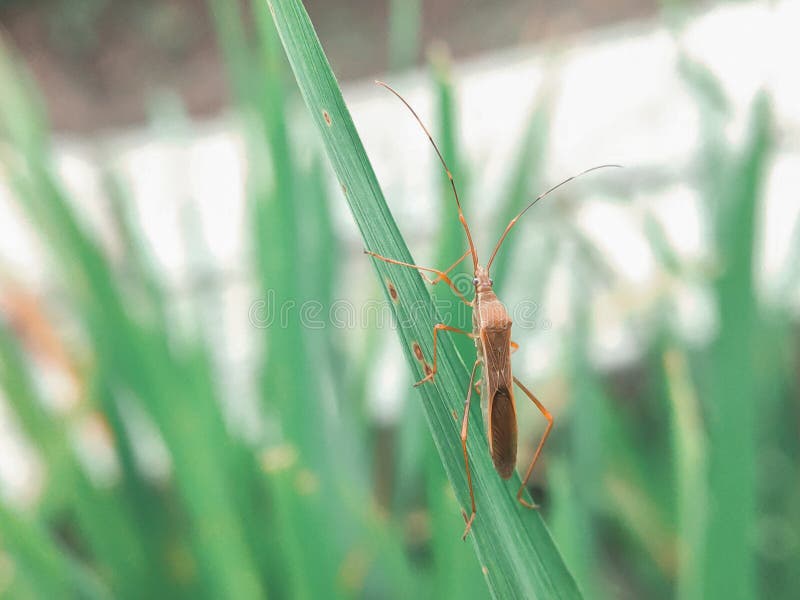Rice Bug - Pest (Leptocorisa Oratorius) Stock Image - Image of pest ...