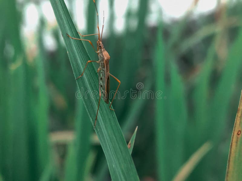 Rice Bug - Pest (Leptocorisa Oratorius) Stock Photo - Image of ...