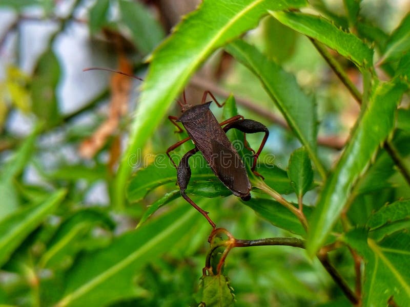 Rice Bug Portrait on a Green Plant Leaf Stock Photo - Image of animal ...