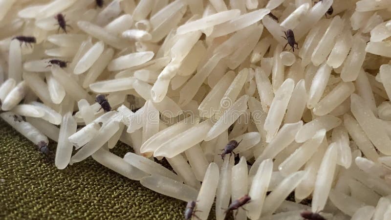 Rice Bugs. Rice-eating Bugs Stock Footage - Video of space, grain ...
