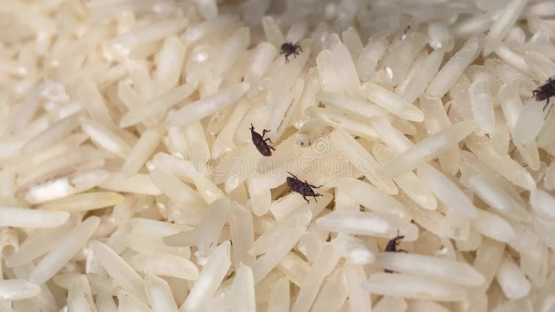 Rice Bugs. Rice-eating Bugs Stock Footage - Video of wing, grain: 326566956