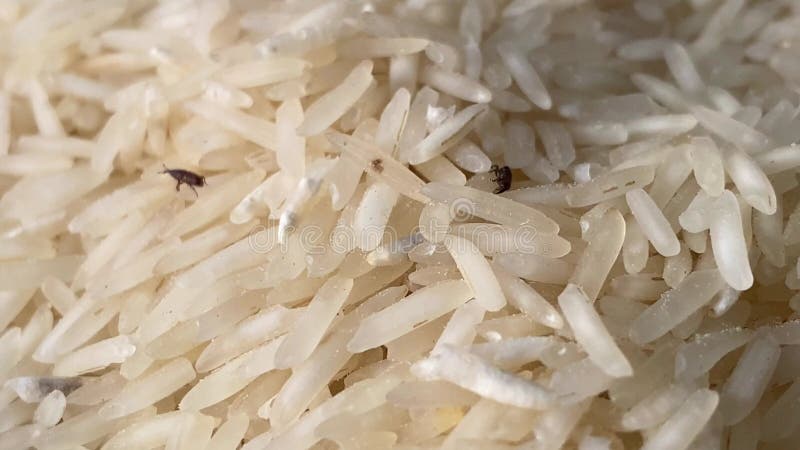 Rice Bugs. Rice-eating Bugs Stock Video - Video of animal, crop: 326566967