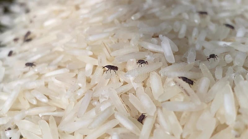 Rice Bugs. Rice-eating Bugs Stock Footage - Video of space, grain ...
