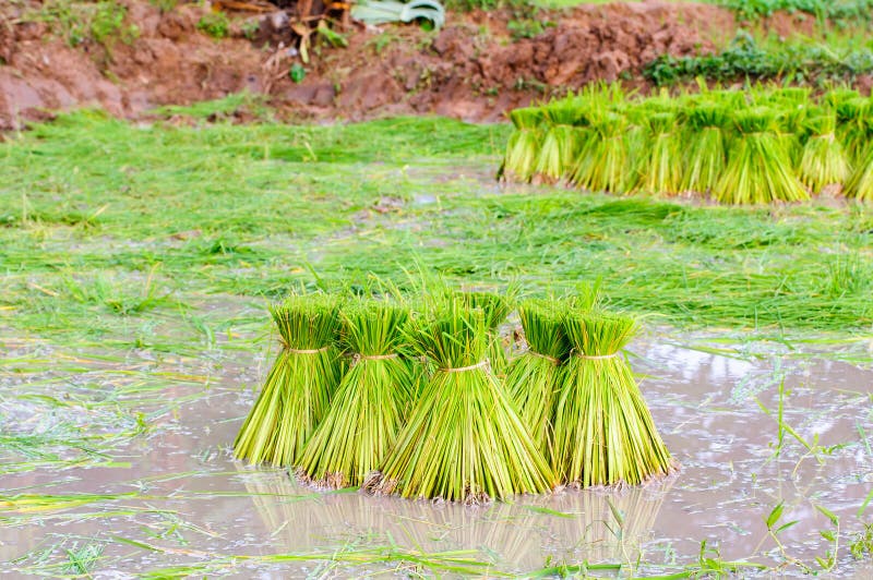 Rice bundle stock image. Image of thailand, farm, asia - 25575647