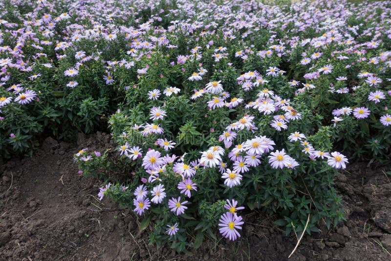 Rice Button Aster in Bloom in Autumn Stock Image - Image of michaelmas ...