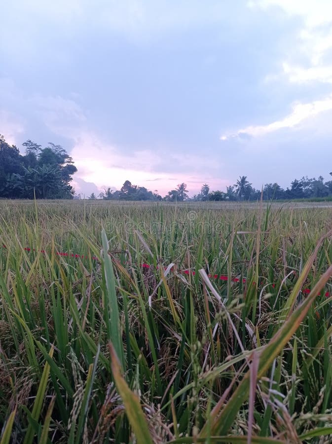 Rice Buy and Cook Meet Good Stock Photo - Image of good, cook: 353697450
