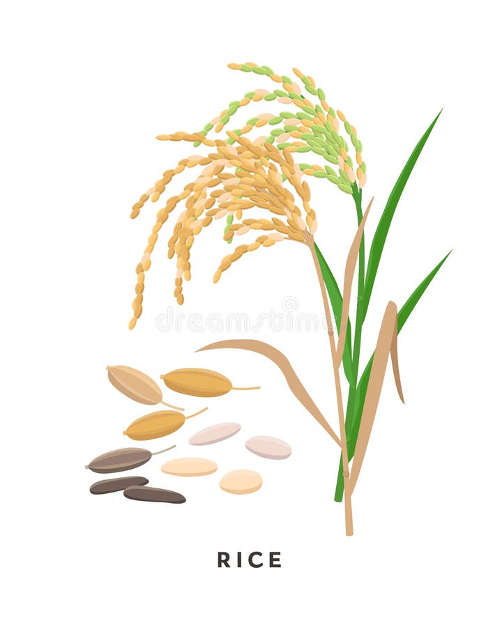 Rice Plant Illustration