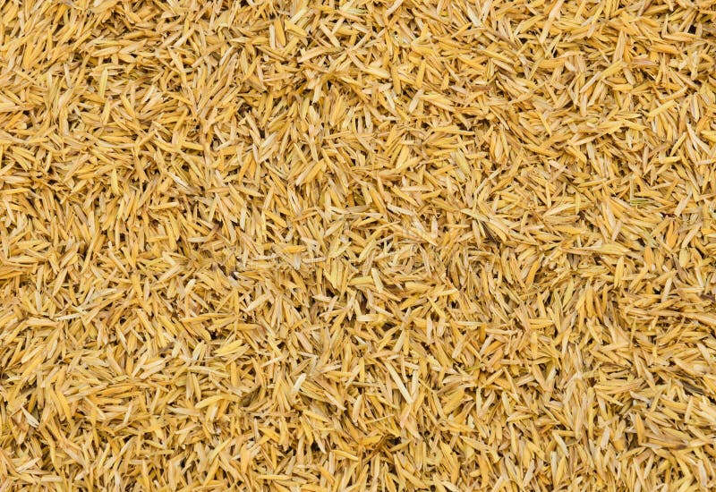 Rice chaff background stock image. Image of natural, leaves - 59083065