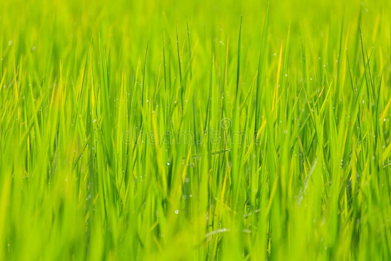 Rice Close Up stock image. Image of rice, seed, rural - 45933237