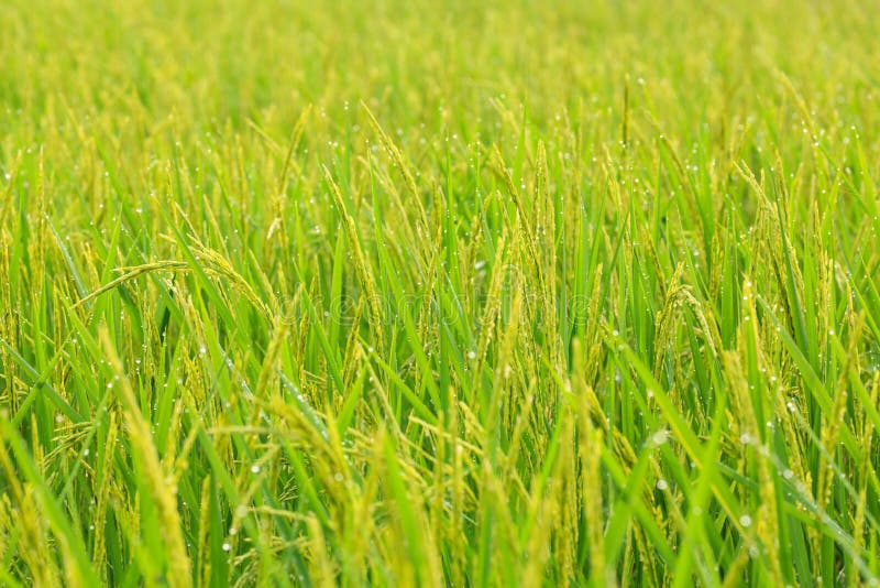 Rice Close Up stock photo. Image of season, ripe, green - 45933468