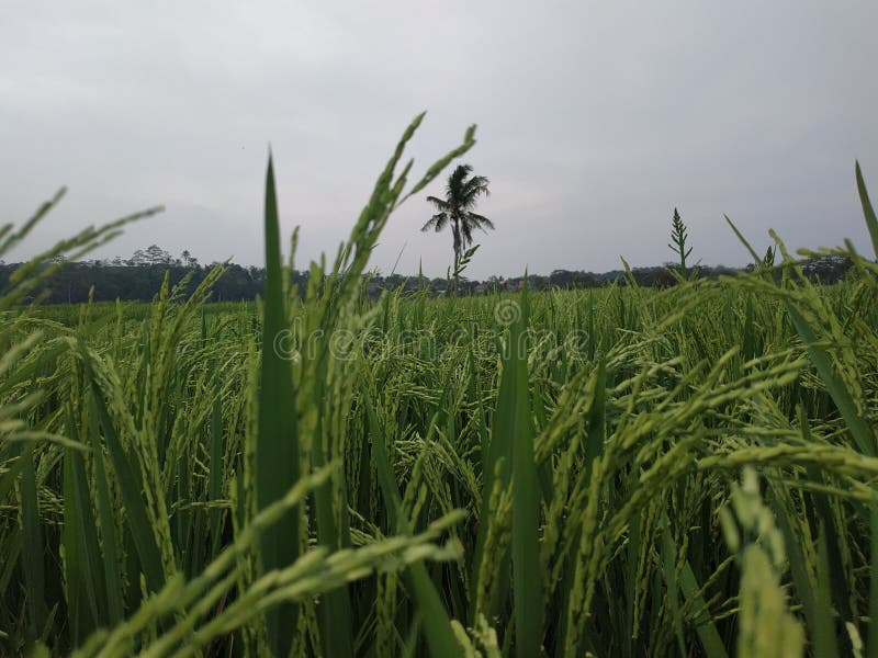 Rice Close Up, Rice Flower, Background Photo Stock Image - Image of ...