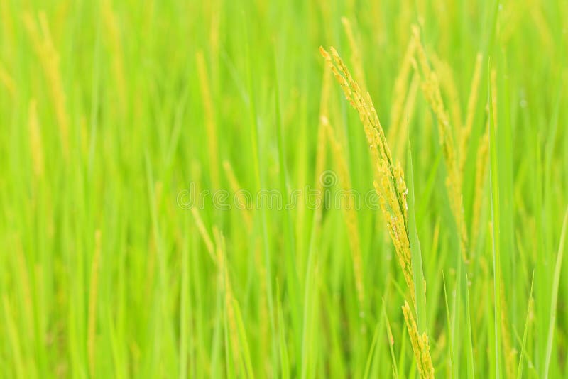 Rice Close Up stock image. Image of rice, seed, asian - 34654307
