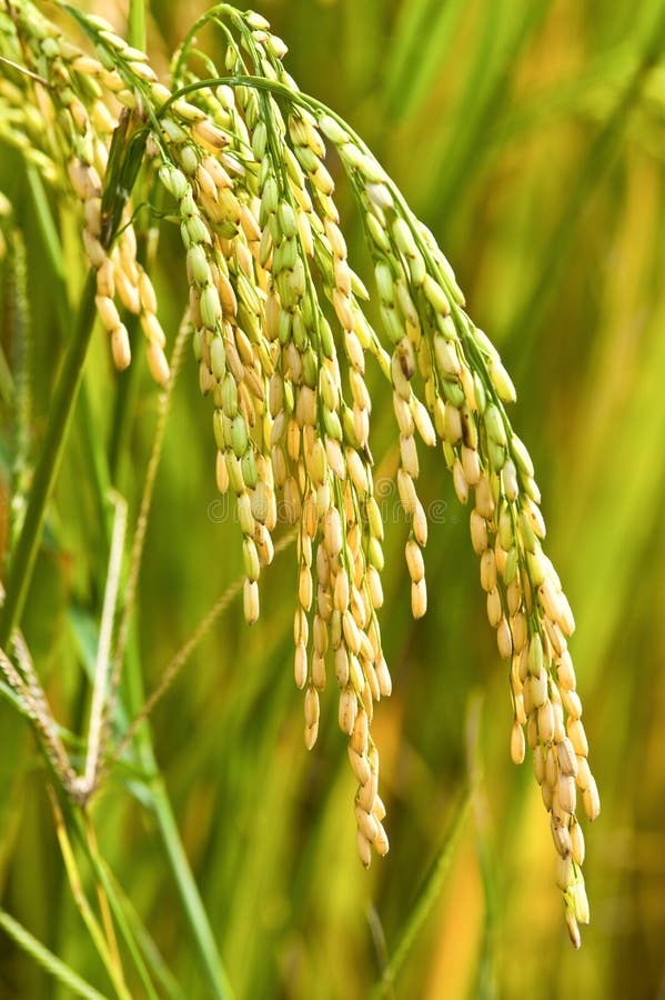 Rice close-up stock image. Image of fields, outdoors - 32780349