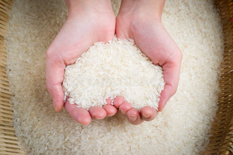Rice stock photo. Image of stilllife, hand, closeup, crop - 31159038