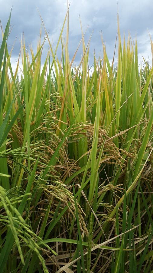 Rice and cloud stormy stock photo. Image of stromy, farm - 57405842