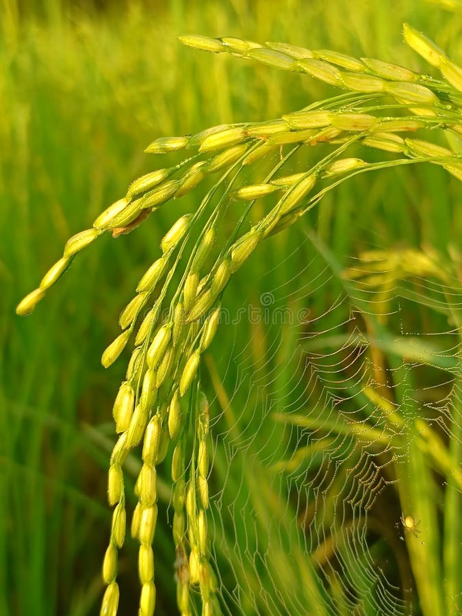 Rice and Cobwebs stock image. Image of cobwebs, grain - 262462497