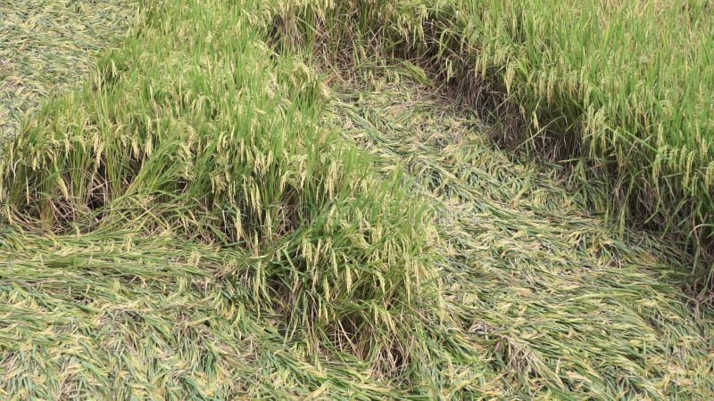 Rice Collapsed in the Fields Due To Strong Winds and Flooding Stock ...
