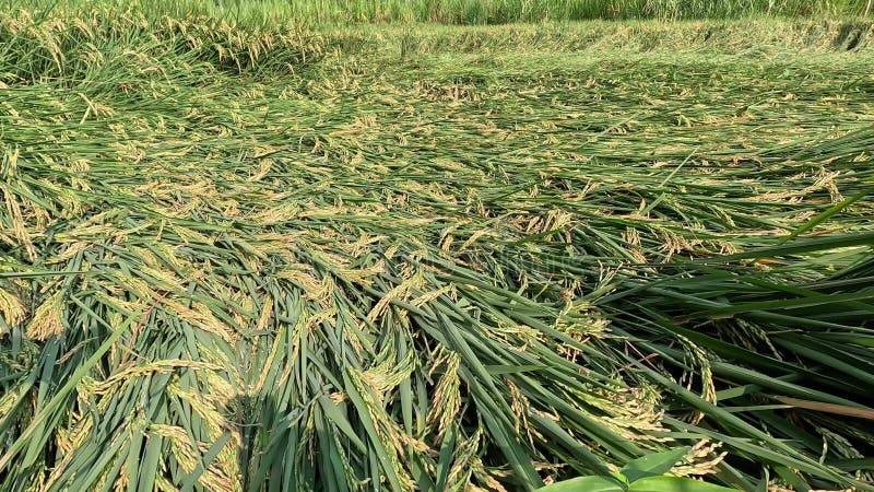 Rice Collapsed in the Fields Due To Strong Winds and Flooding Stock ...