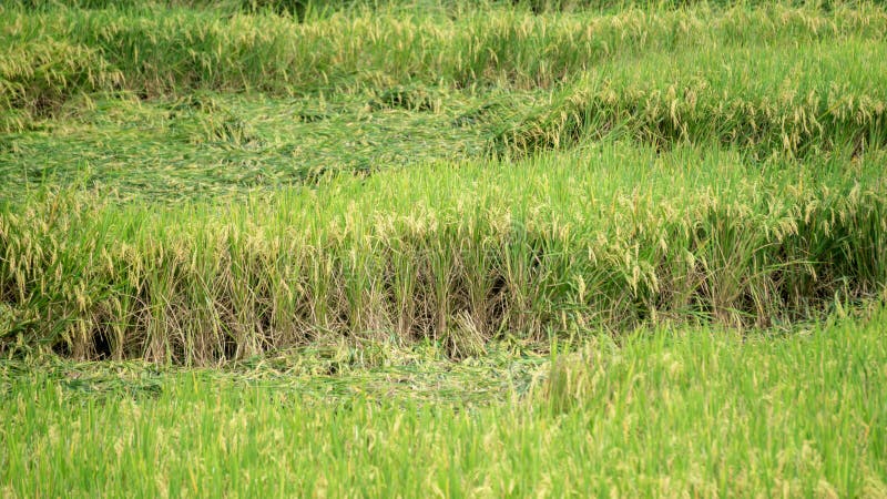 Rice Collapsed in the Fields Due To Strong Winds and Flooding Stock ...