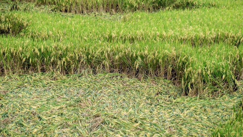 Rice Collapsed in the Fields Due To Strong Winds and Flooding Stock ...