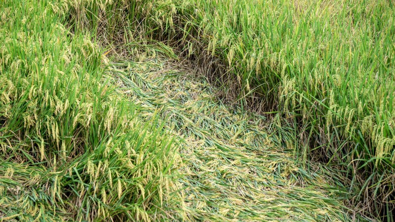 Rice Collapsed in the Fields Due To Strong Winds and Flooding Stock ...