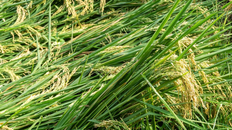 Rice Collapsed in the Fields Due To Strong Winds and Flooding Stock ...