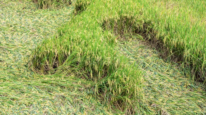 Rice Collapsed in the Fields Due To Strong Winds and Flooding Stock ...